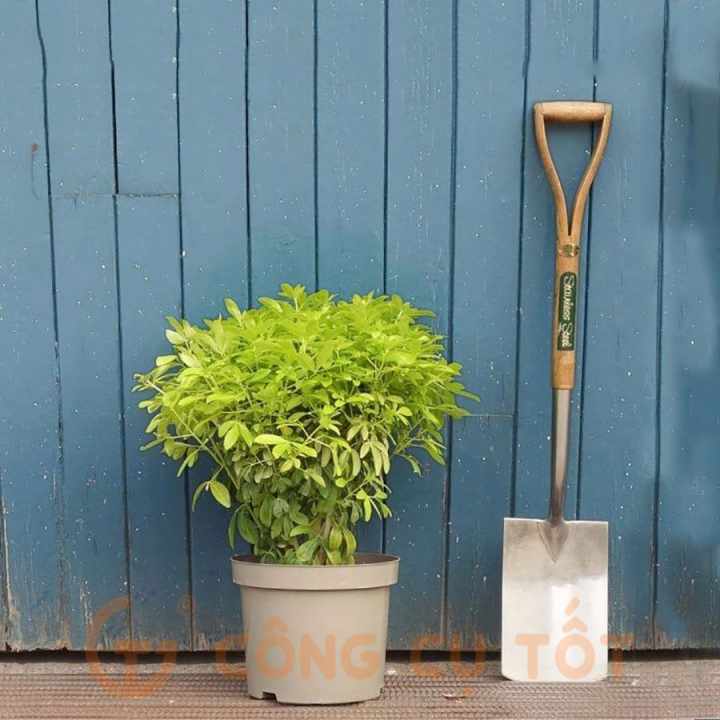 Xẻng xúc đất trồng cây là gì Hướng dẫn sử dụng xẻng xúc đất đúng cách